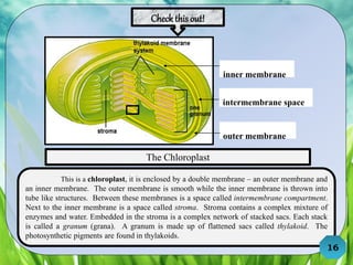 photosynthesis lesson.pptx
