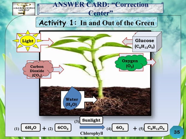 photosynthesis lesson.pptx | Food Movements | Food & Drink
