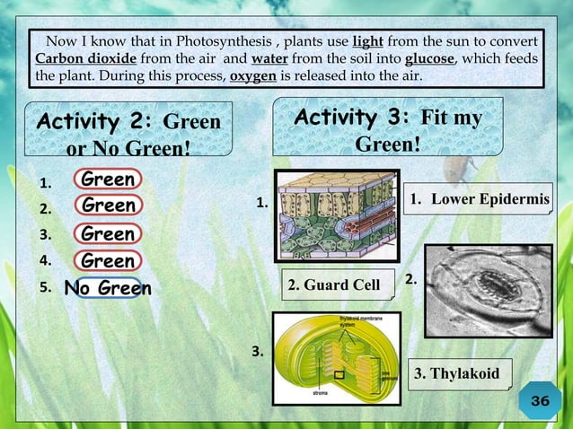 photosynthesis lesson.pptx | Food Movements | Food & Drink