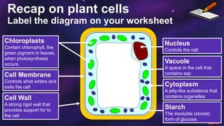 Photosynthesis 2018 Nano Simbox | PPTX