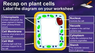 Photosynthesis Lesson Autumn 2018 Nano Simbox | PPTX