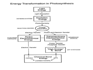 Photosynthesis light reaction | PPT