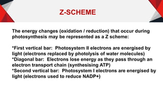 Photosynthesis light reaction | PPTX
