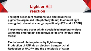 Photosynthesis light reaction | PPTX