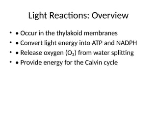 Photosynthesis_Light_Reactions_Calvin_Cycle.pptx