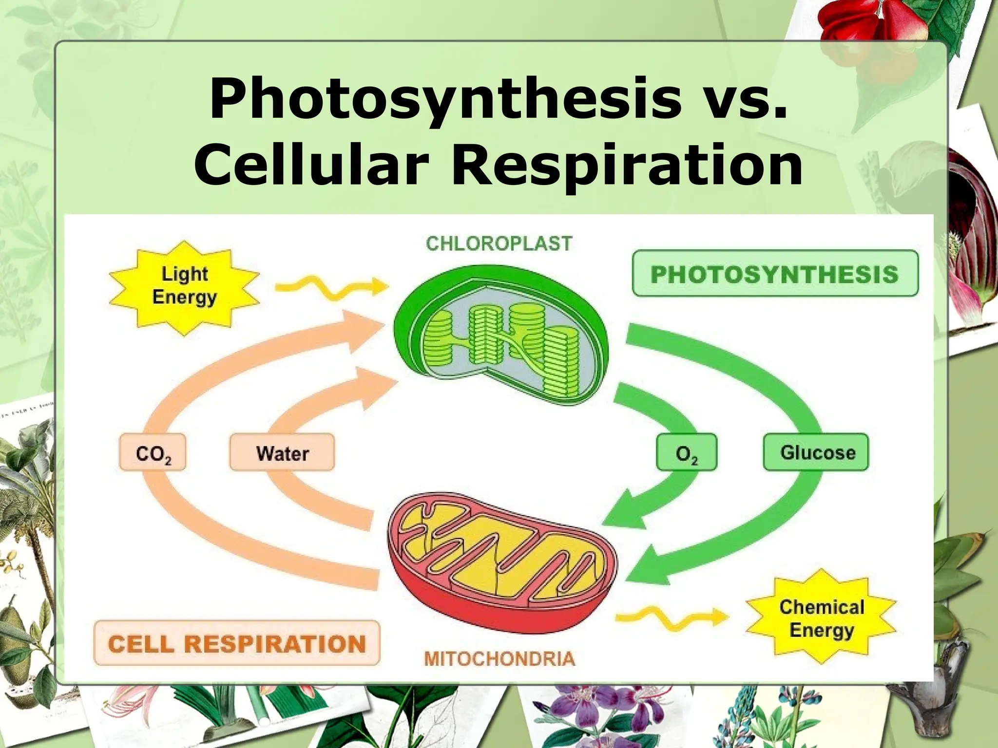 Photosynthesis (Supplemental Notes for Students).ppt