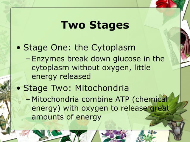 Photosynthesis (Supplemental Notes for Students).ppt