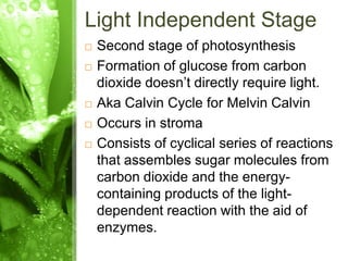 Photosynthesis | PPTX