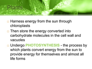 Photosynthesis | PPTX