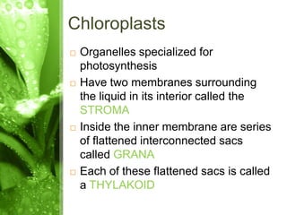 Photosynthesis | PPTX