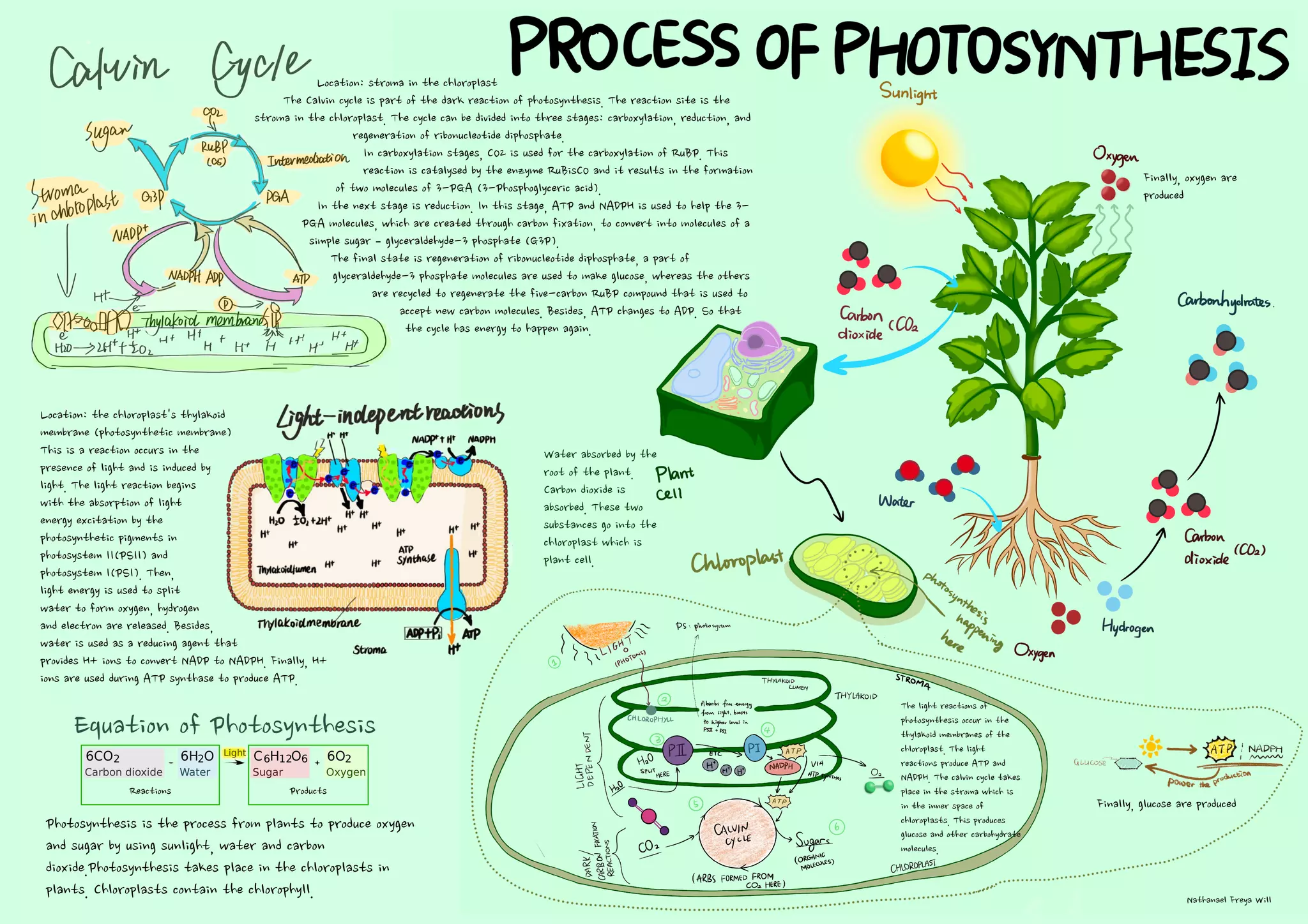 Process of Photosynthesis .pdf