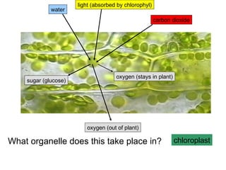 Photosynthesis notes | PPT | Chemistry | Science