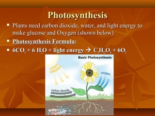 Photosynthesis Notes | PPT