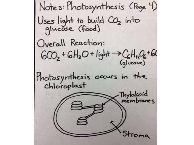 Photosynthesis notes hand written | PPTX