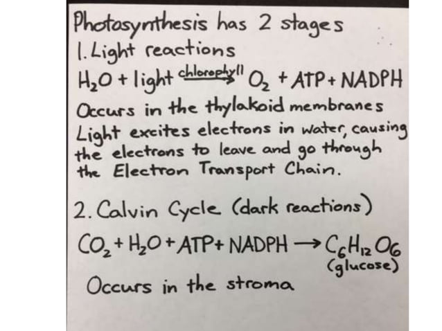 Photosynthesis notes hand written | PPTX