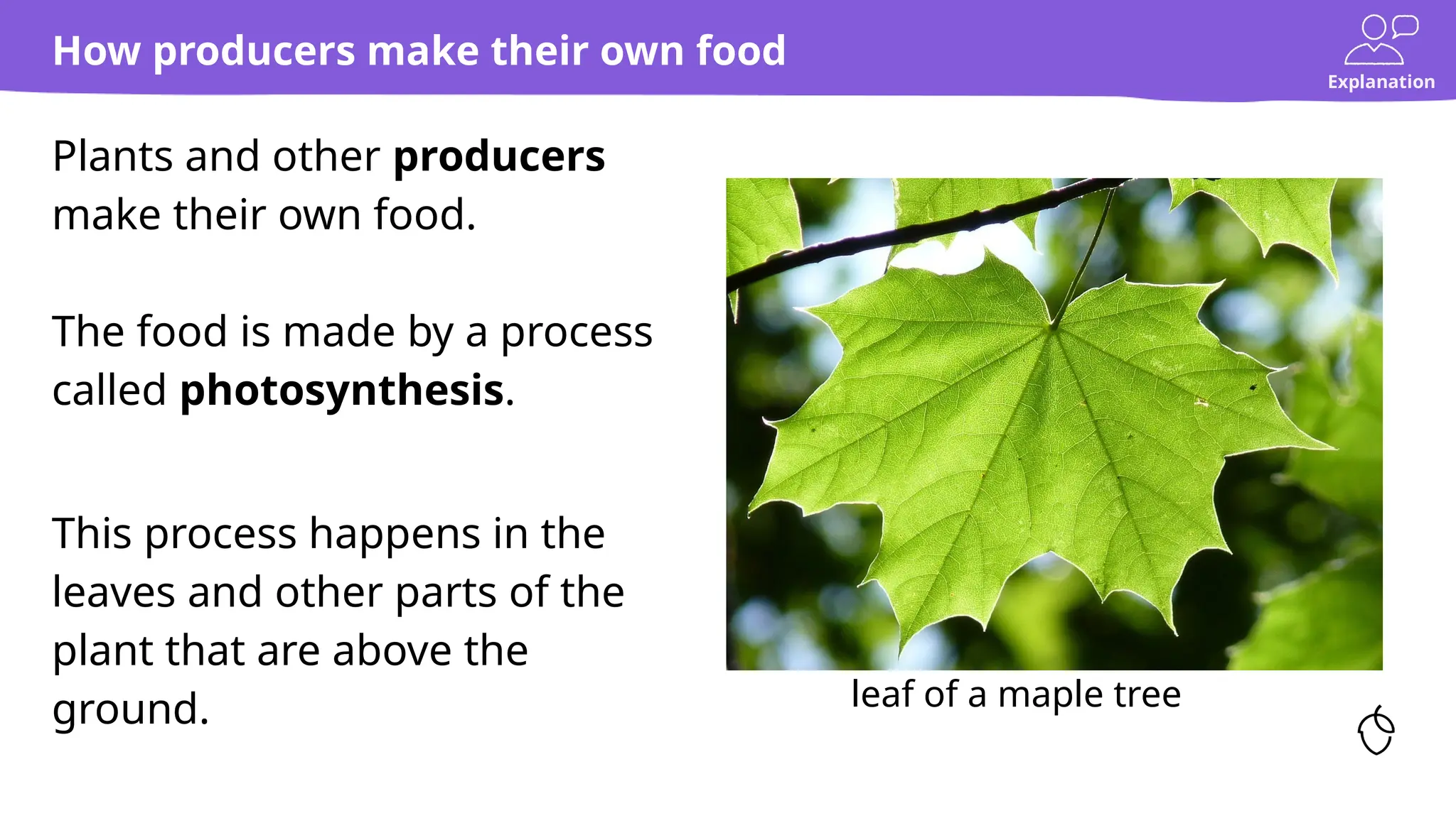 photosynthesis oak copy.pptx pptx pptx pptx | PPTX