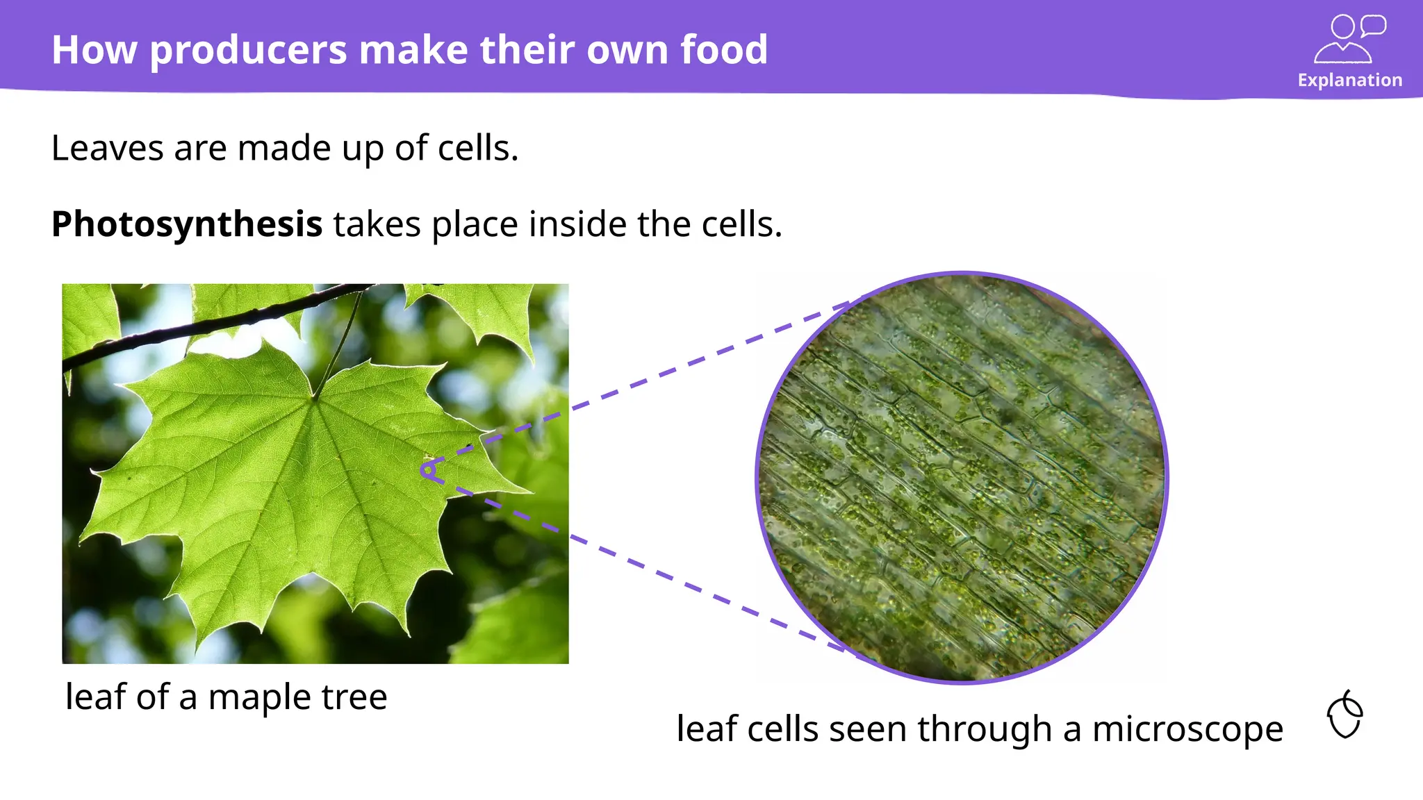 photosynthesis oak copy.pptx pptx pptx pptx | PPTX