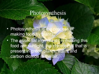 Photosynthesis pablo gcia 5ºb | PPT