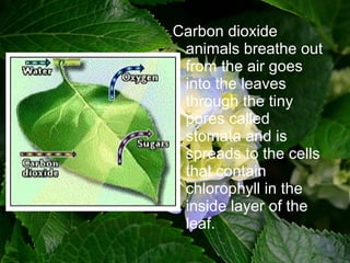 Photosynthesis pablo gcia 5ºb | PPT