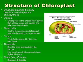 Photosynthesis part 1 | PPT