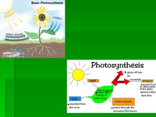 Photosynthesis part 1 | PPT
