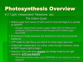 Photosynthesis part 1 | PPT