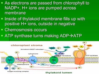 Photosynthesis part 2 | PPT