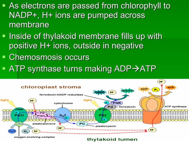 Photosynthesis part 2 | PPT