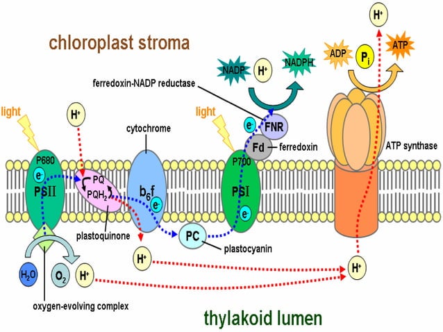 Photosynthesis part 2 | PPT