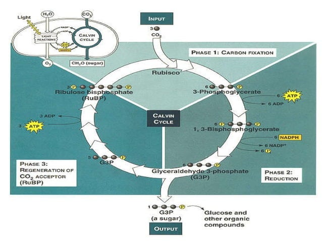 Photosynthesis part 2 | PPT