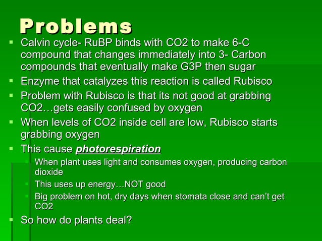 Photosynthesis part 2 | PPT