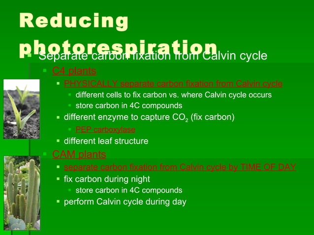 Photosynthesis part 2 | PPT