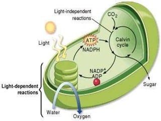 Photosynthesis part 2 | PPT