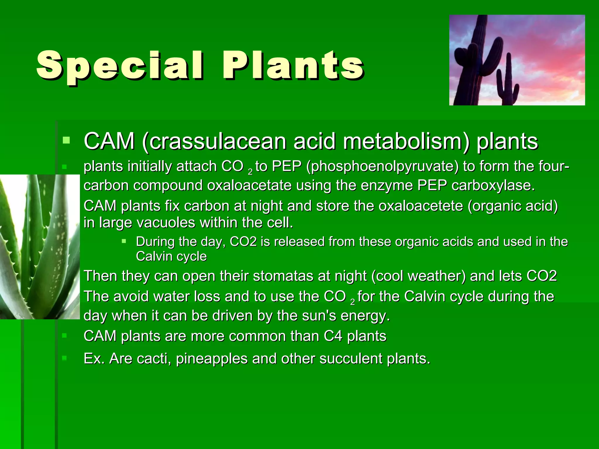 Photosynthesis part 2 | PPT