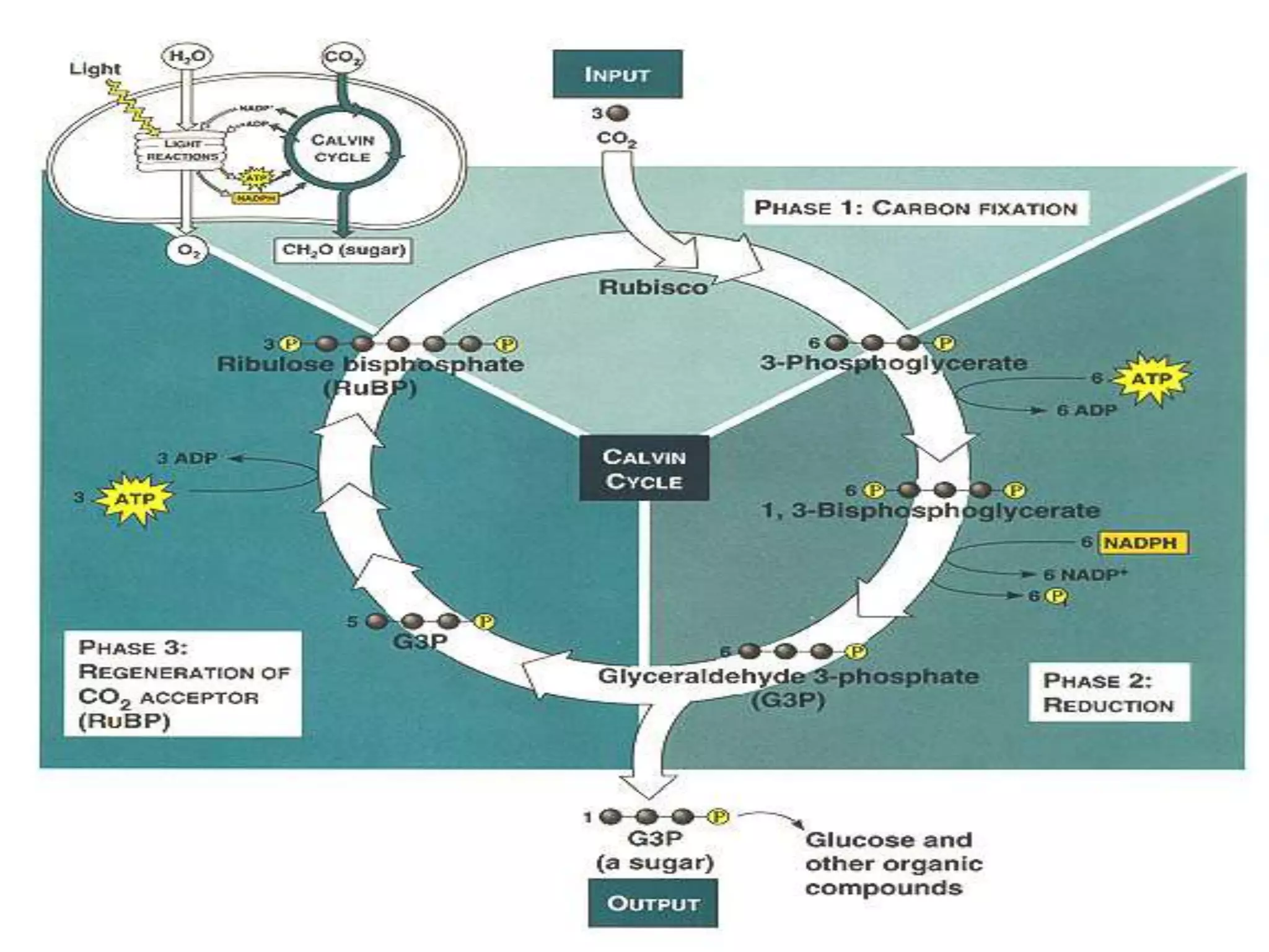 Photosynthesis part 2 | PPTX