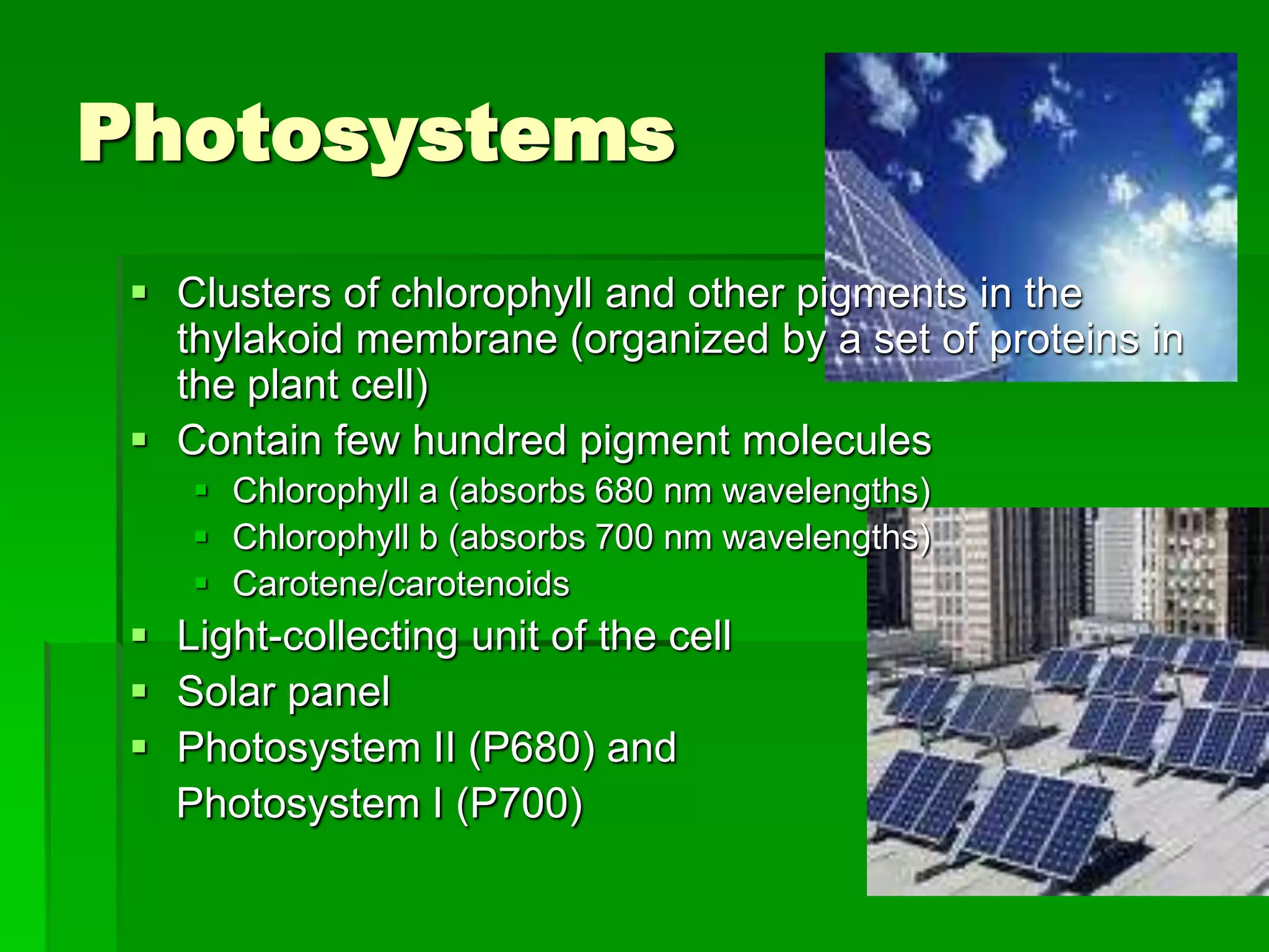 Photosynthesis part 2 | PPTX