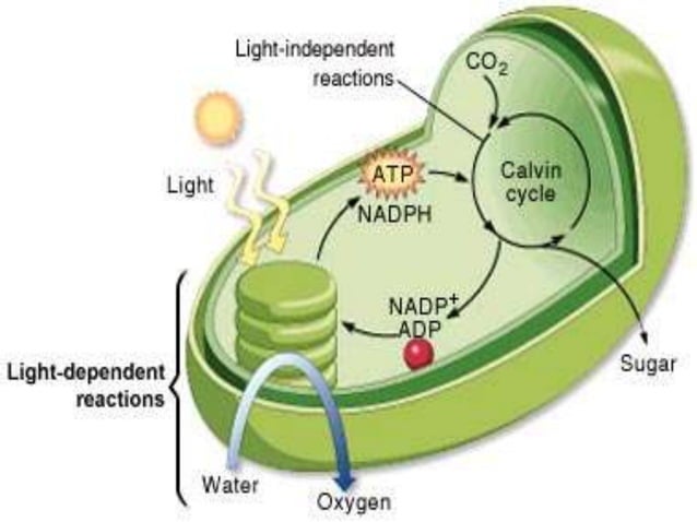 Photosynthesis part 2 | PPT