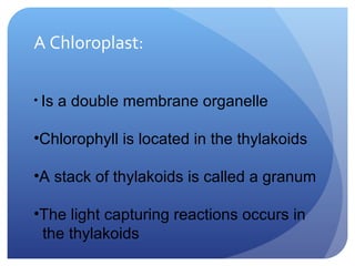 Photosynthesis | PPT | Chemistry | Science