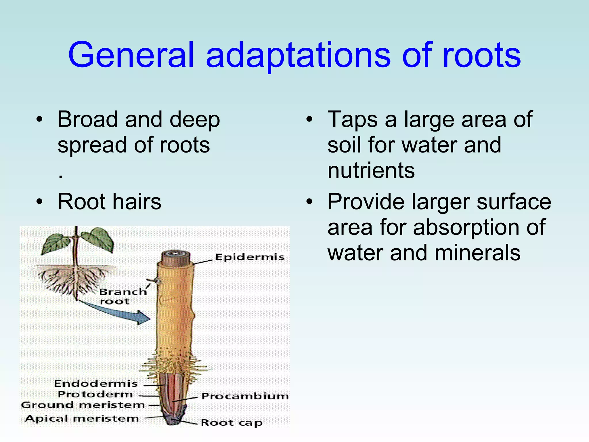 09 Photosynthesis & plant structures | PPT