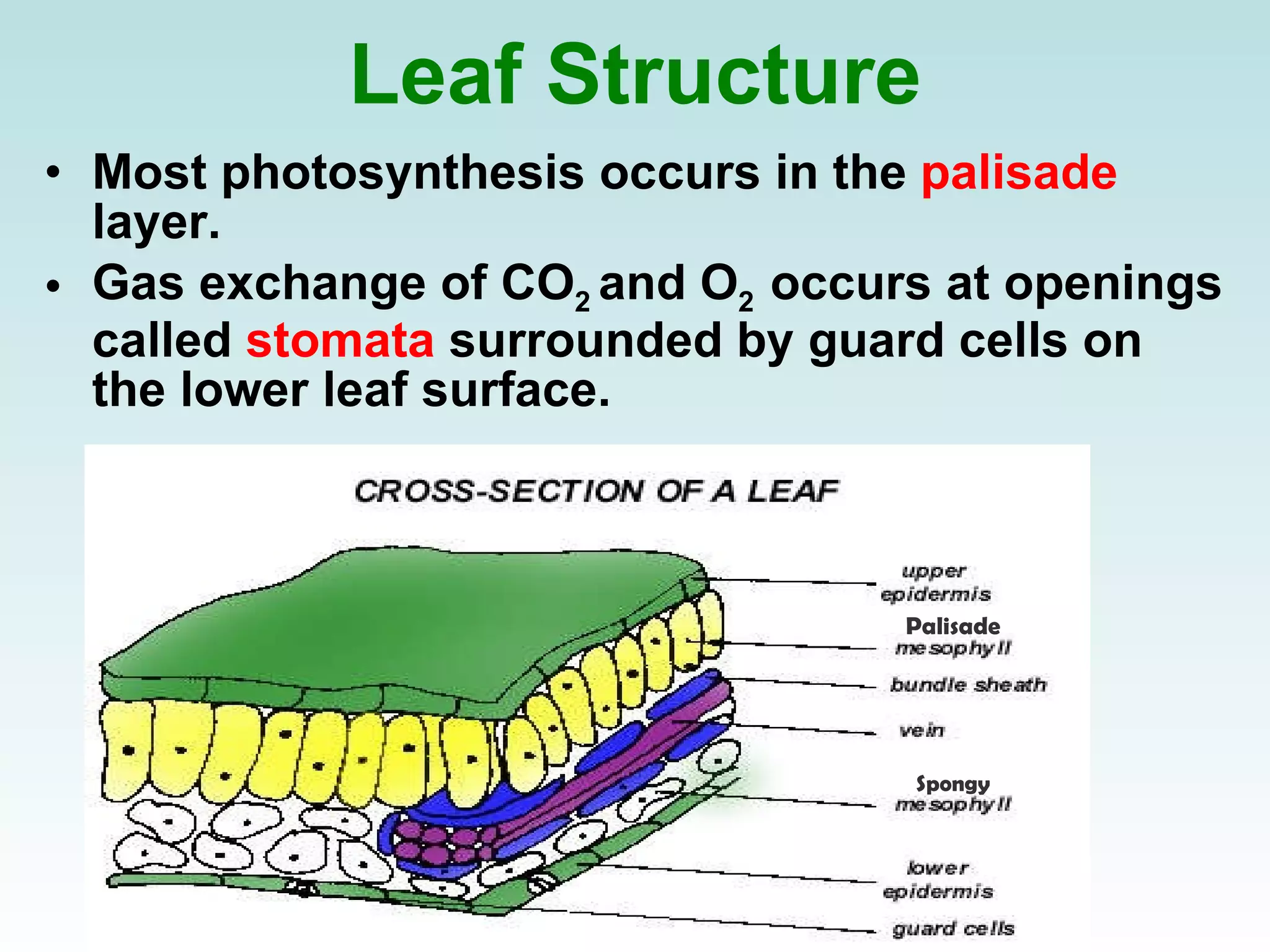 09 Photosynthesis & plant structures | PPT