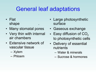 09 Photosynthesis & plant structures | PPT