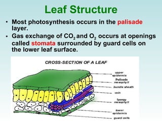 09 Photosynthesis & plant structures | PPT