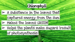 PhotosynthesisPowerPoint-1.pdf