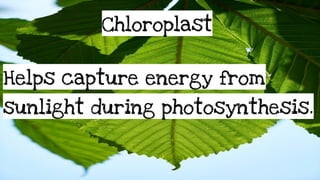 PhotosynthesisPowerPoint-1.pdf
