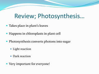 Photosynthesis Powerpoint | PPTX