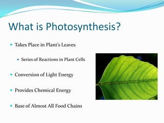 Photosynthesis Powerpoint | PPTX