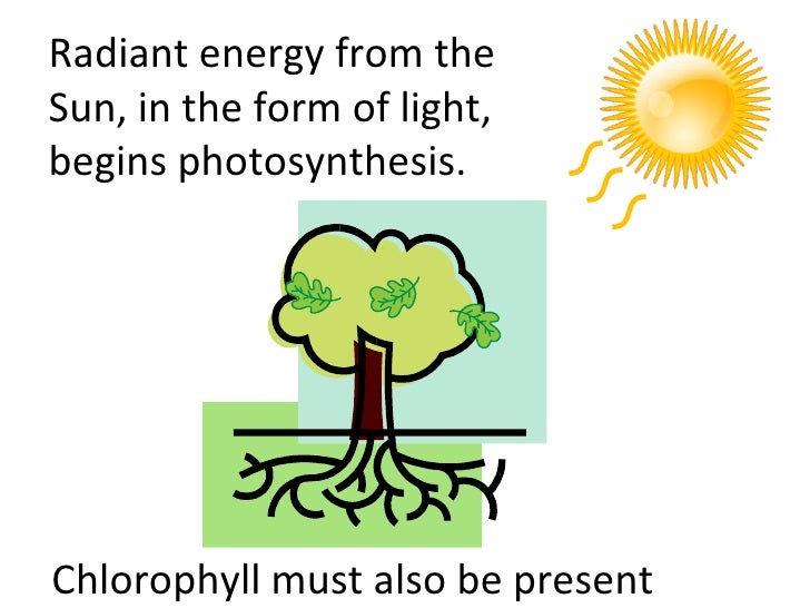Photosynthesis powerpoint