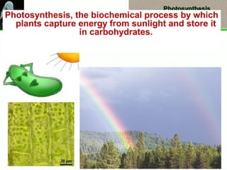 Photosynthesis powerpoint | PPT