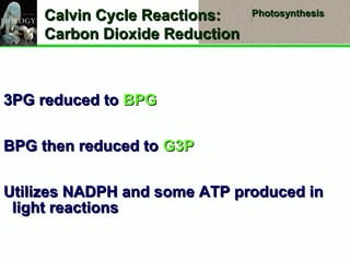 Photosynthesis powerpoint | PPT