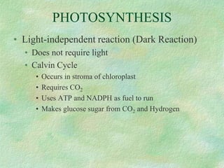 Photosynthesis PP.ppt